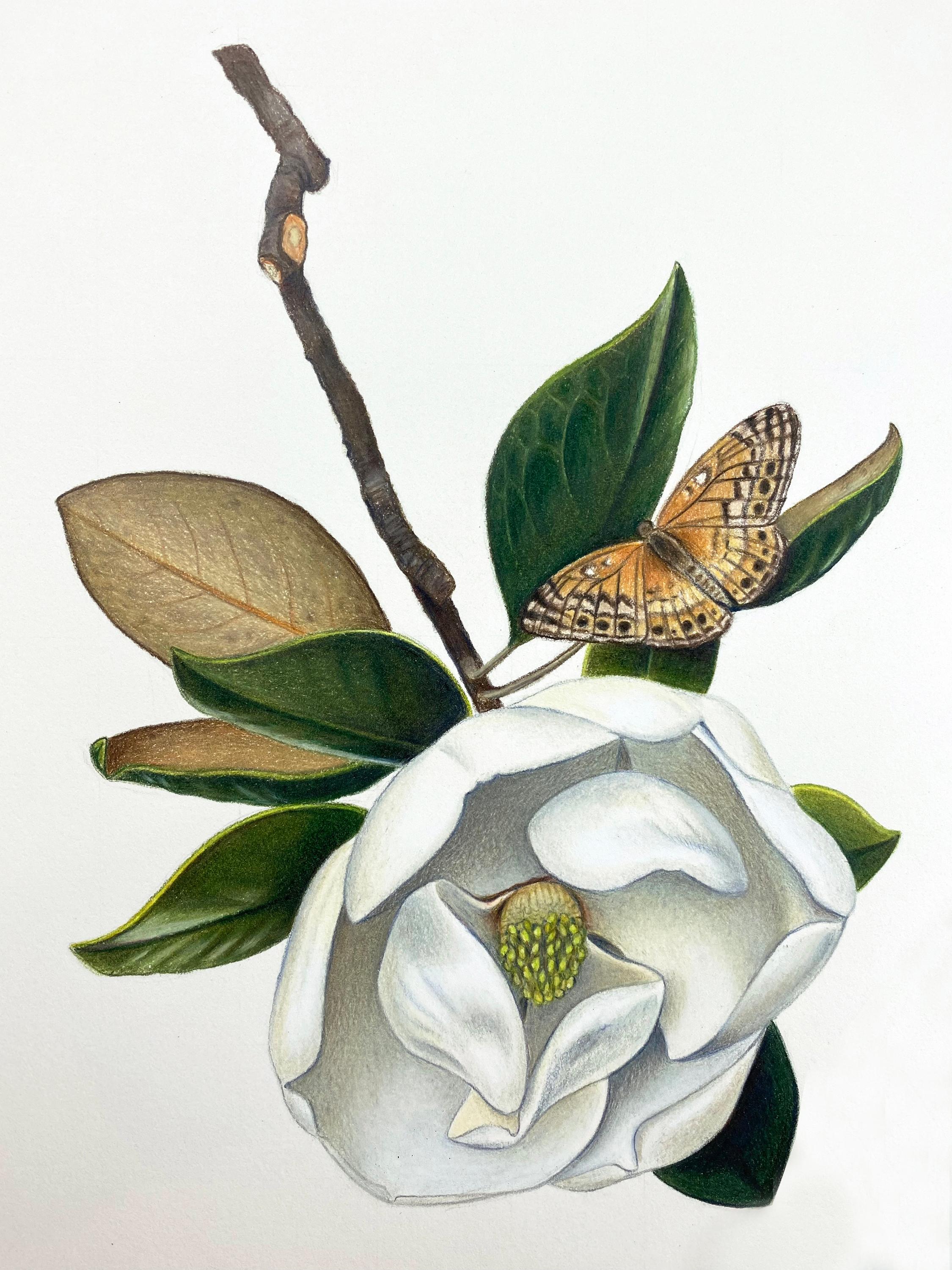 Magnolia Branch Drawing