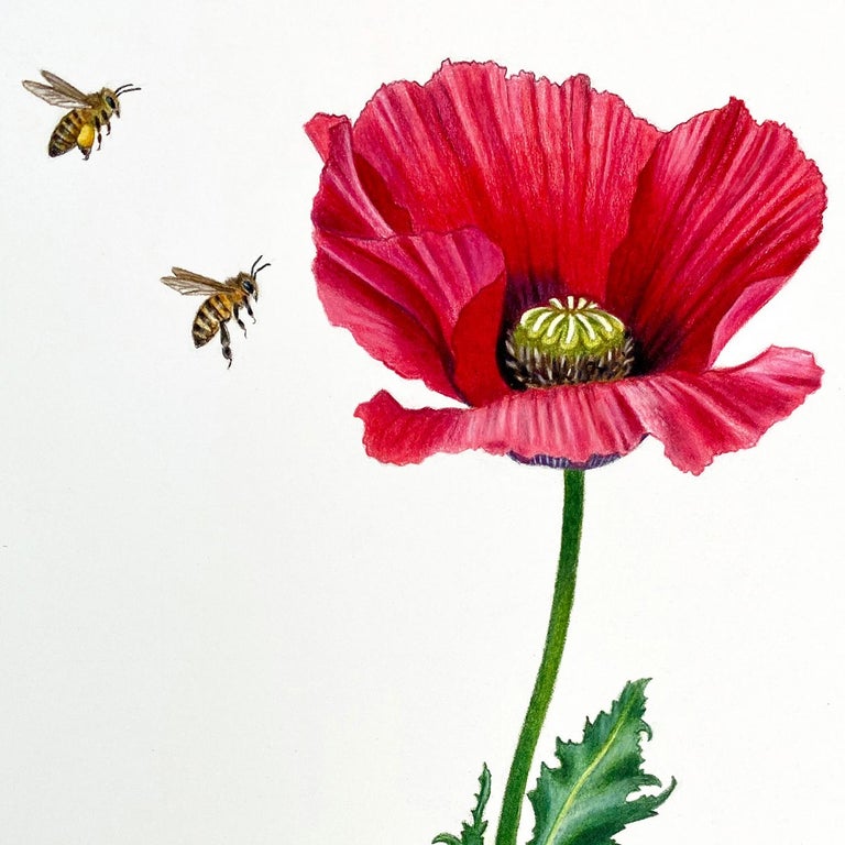 Hannah Hanlon - 'Poppy with Honeybees' - floral illustration - colored ...