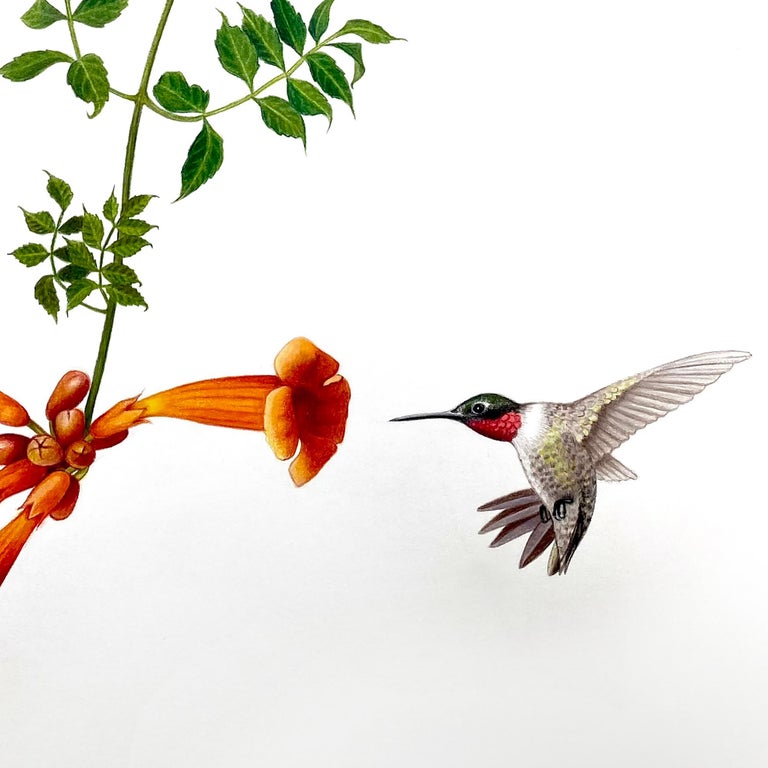 Hannah Hanlon - Trumpet Vine with Ruby Throated Hummingbird, Red ...