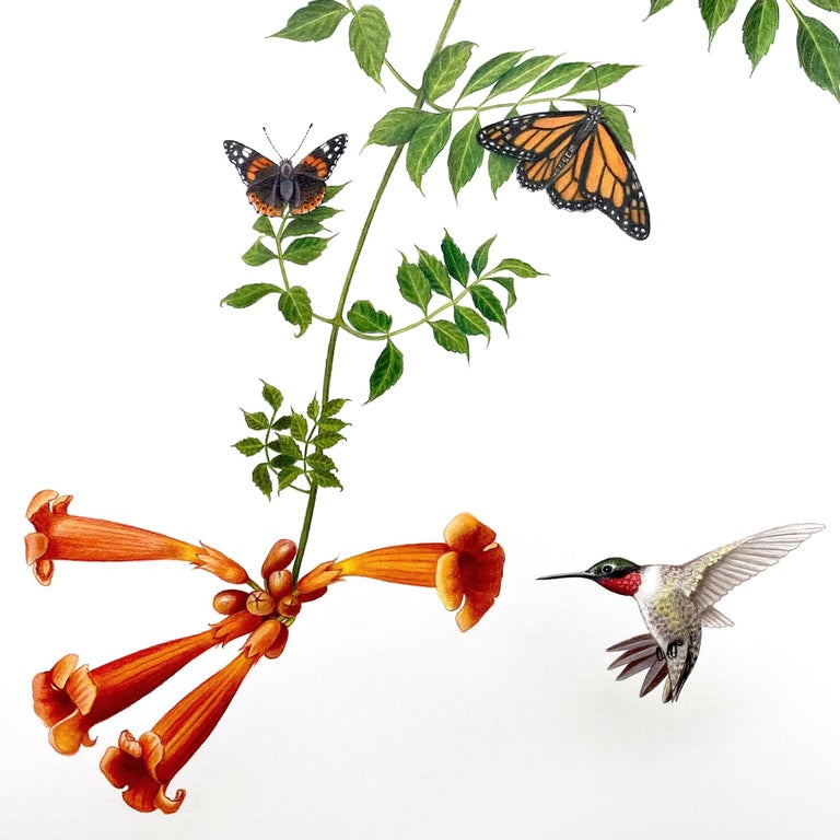 Hannah Hanlon - Trumpet Vine with Ruby Throated Hummingbird, Red ...