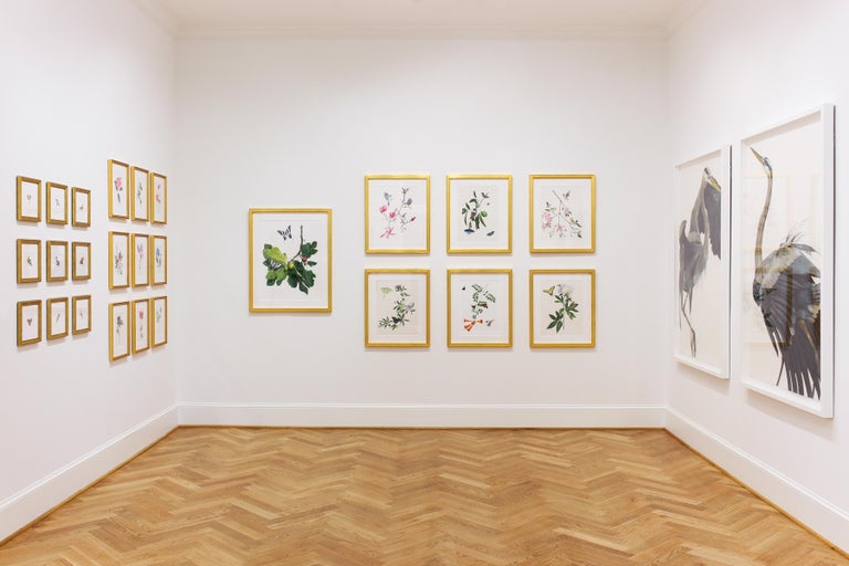 Hannah Hanlon - 'Fig Branch with Zebra Swallowtails' - botanical ...