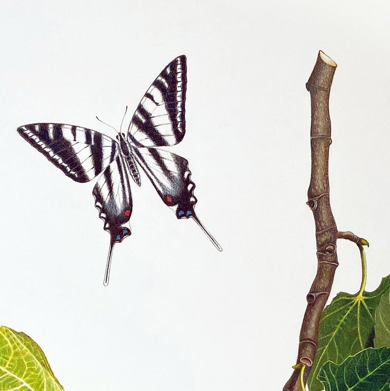 Hannah Hanlon - 'Fig Branch with Zebra Swallowtails' - botanical ...