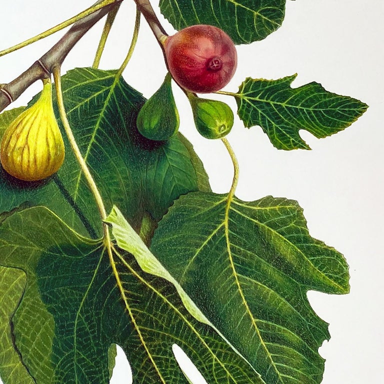 Hannah Hanlon - 'Fig Branch with Zebra Swallowtails' - botanical ...