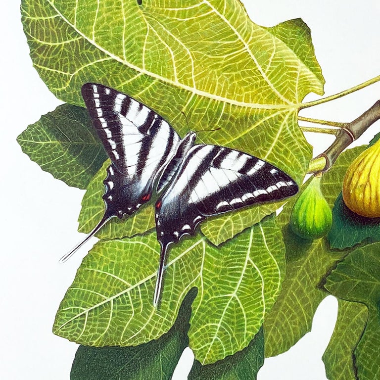 Hannah Hanlon - 'Fig Branch with Zebra Swallowtails' - botanical ...