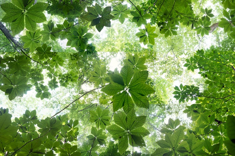 Beth Lilly - "Canopy Suite 140-149" Contemporary Composite Landscape ...