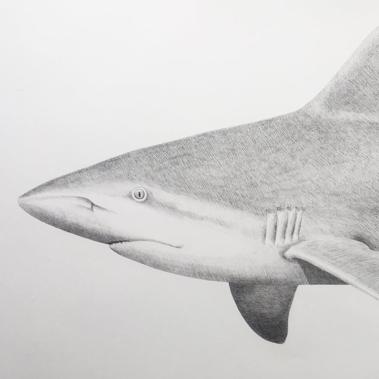 Hannah Hanlon - 'Sandbar Shark' - large-scale animal drawing - Chuck ...
