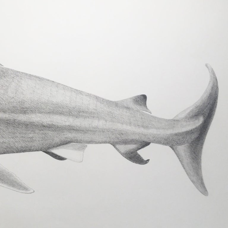 Hannah Hanlon - 'Sandbar Shark' - large-scale animal drawing - Chuck ...