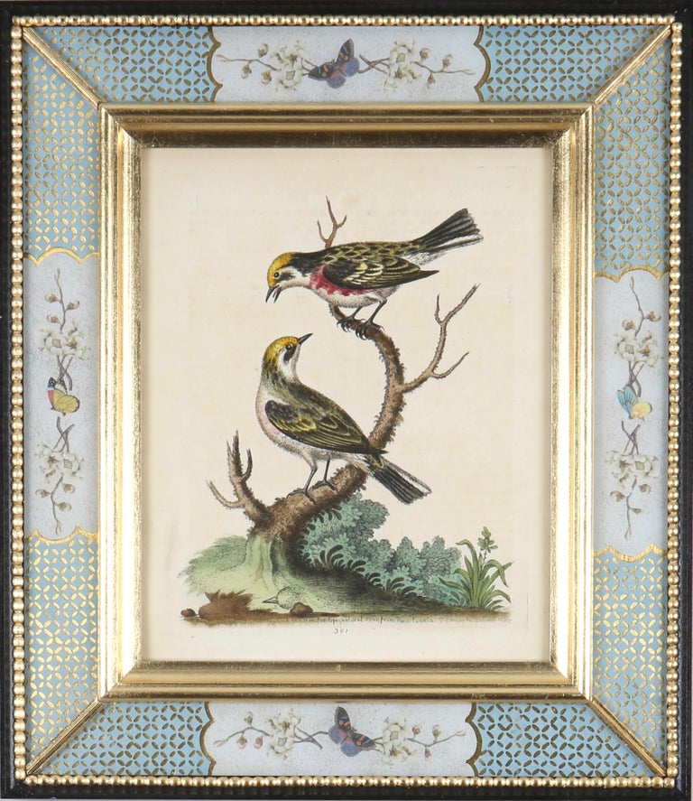 George Edwards - George Edwards: 18th Century Engravings of Birds For ...