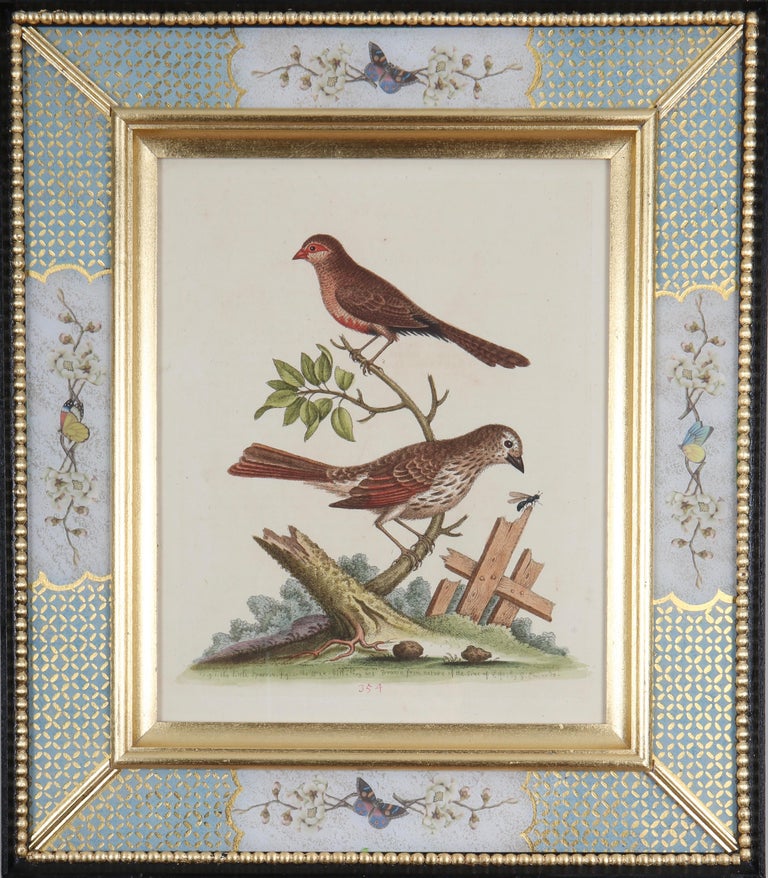 George Edwards - George Edwards: 18th Century Engravings of Birds For ...