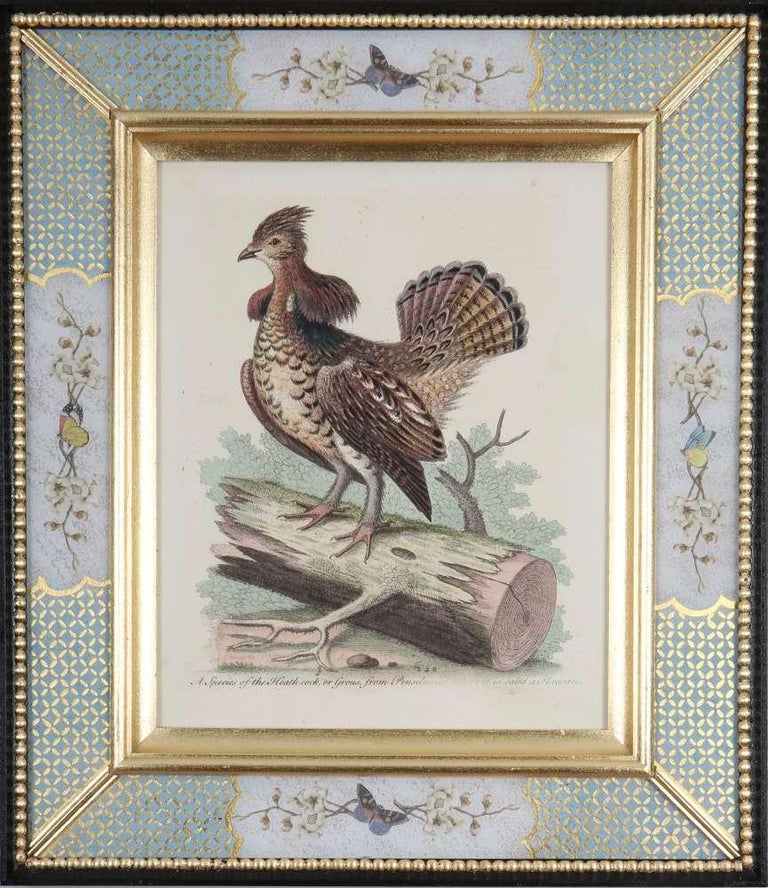 George Edwards - Set of Twelve 18th Century Engravings of Birds For ...