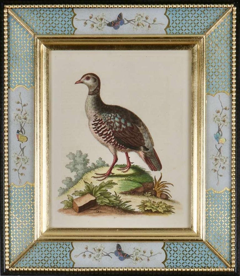 George Edwards - Set of Twelve 18th Century Engravings of Birds For ...