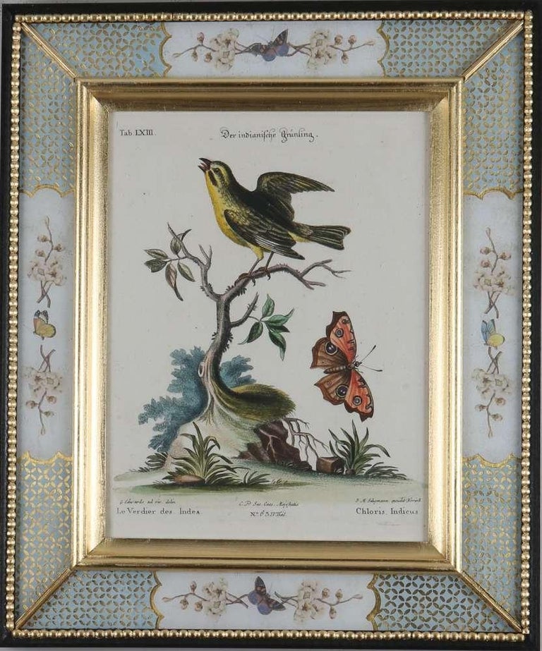 George Edwards - George Edwards, Engravings of Birds, published by ...