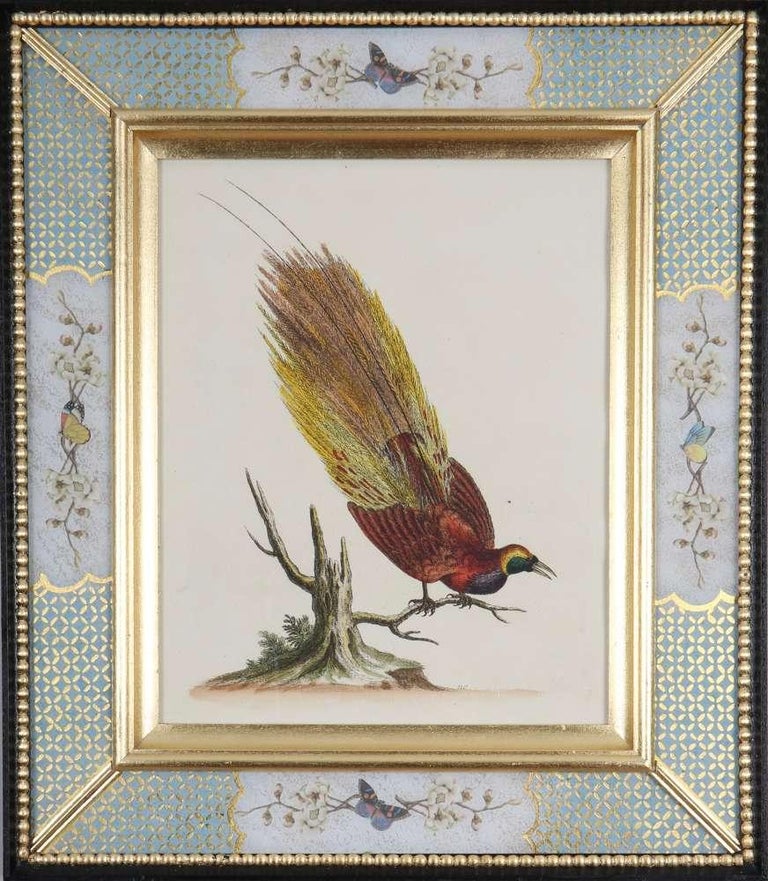 George Edwards - George Edwards: 18th Century Engravings of Birds at ...