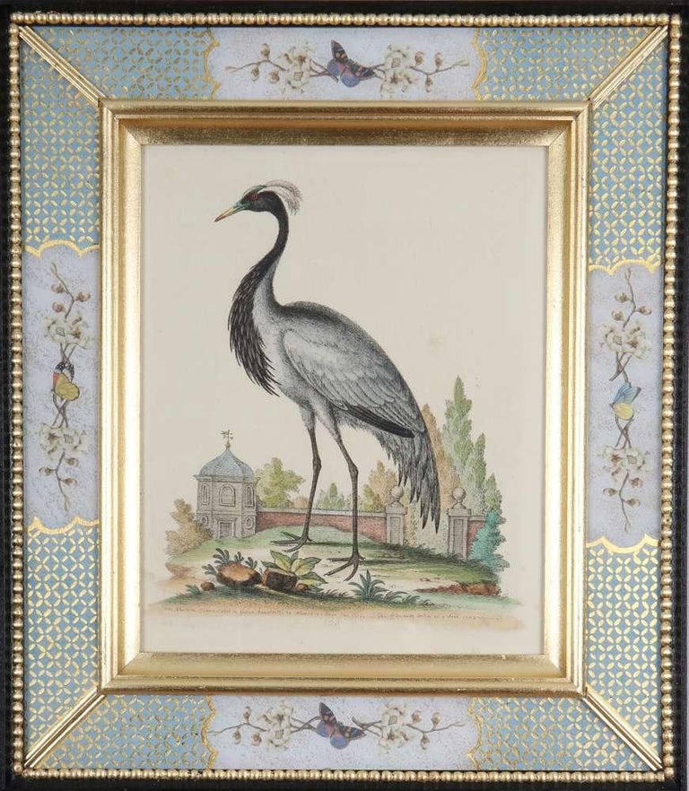 George Edwards - George Edwards: 18th Century Engravings of Birds For ...