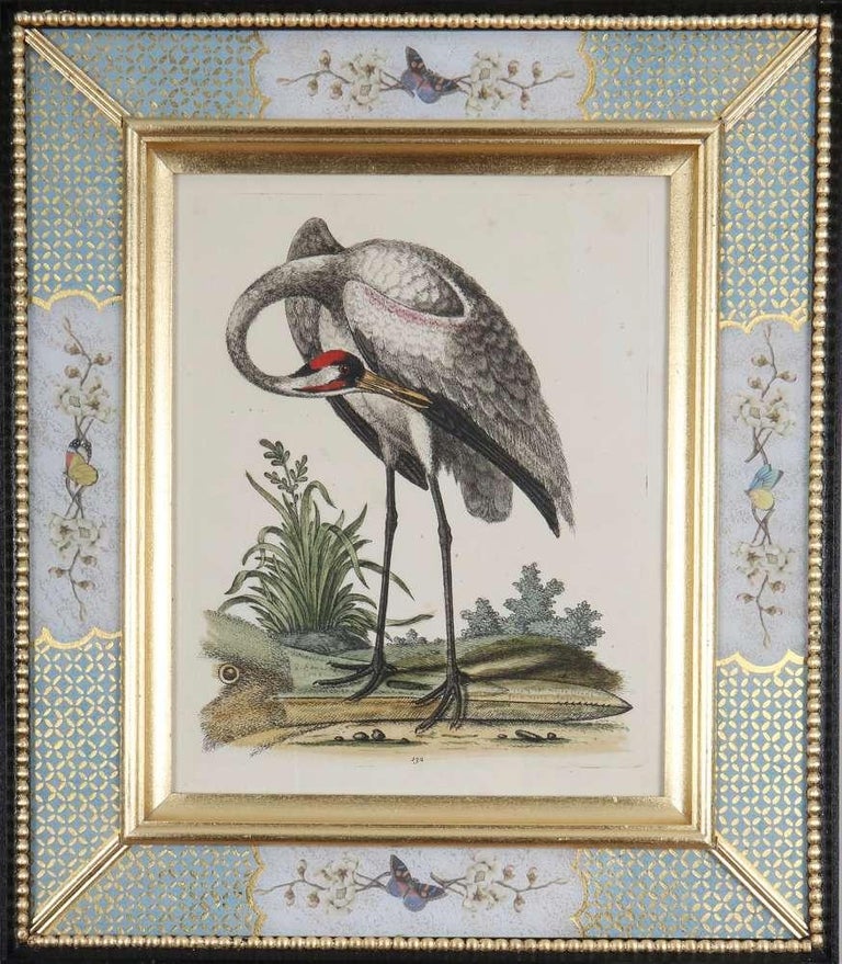 George Edwards - George Edwards: 18th Century Engravings of Birds at ...