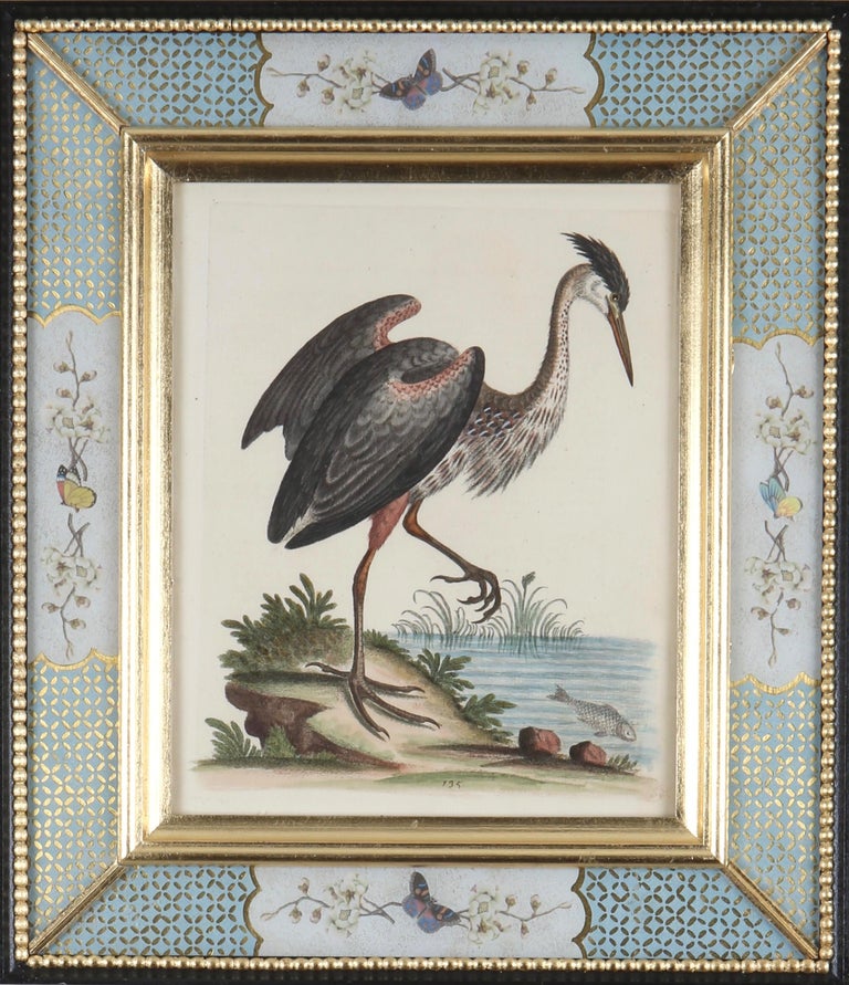 George Edwards - George Edwards: 18th Century Engravings of Birds at ...