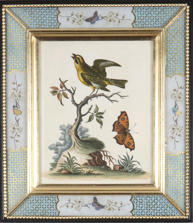 George Edwards - George Edwards: 18th Century Engravings of Birds For ...