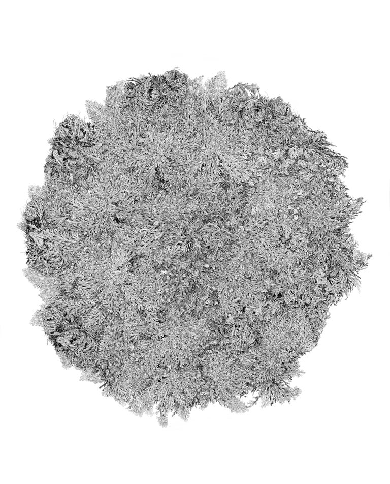 Caroline Carlsmith - Jericho Labyrinth IV For Sale at 1stDibs