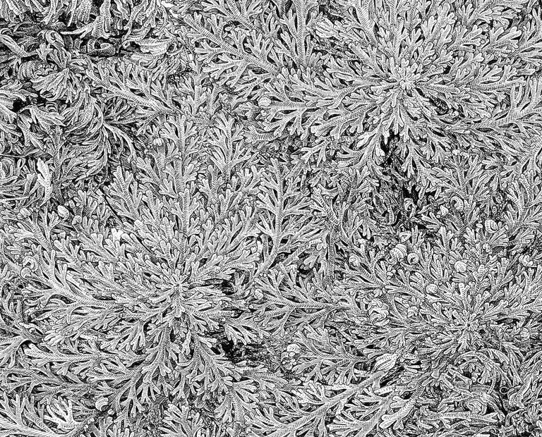 Caroline Carlsmith - Jericho Labyrinth IV For Sale at 1stDibs