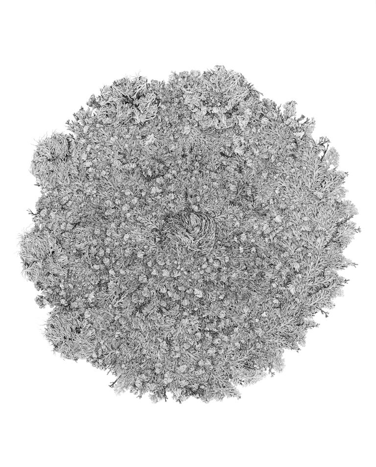 Caroline Carlsmith - Jericho Labyrinth VII For Sale at 1stDibs