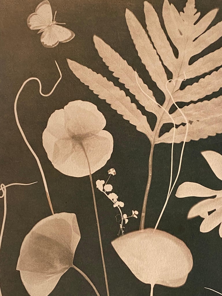 Julia Whitney Barnes - Cyanotype Painting, Tea Toned Poppies, Ferns ...