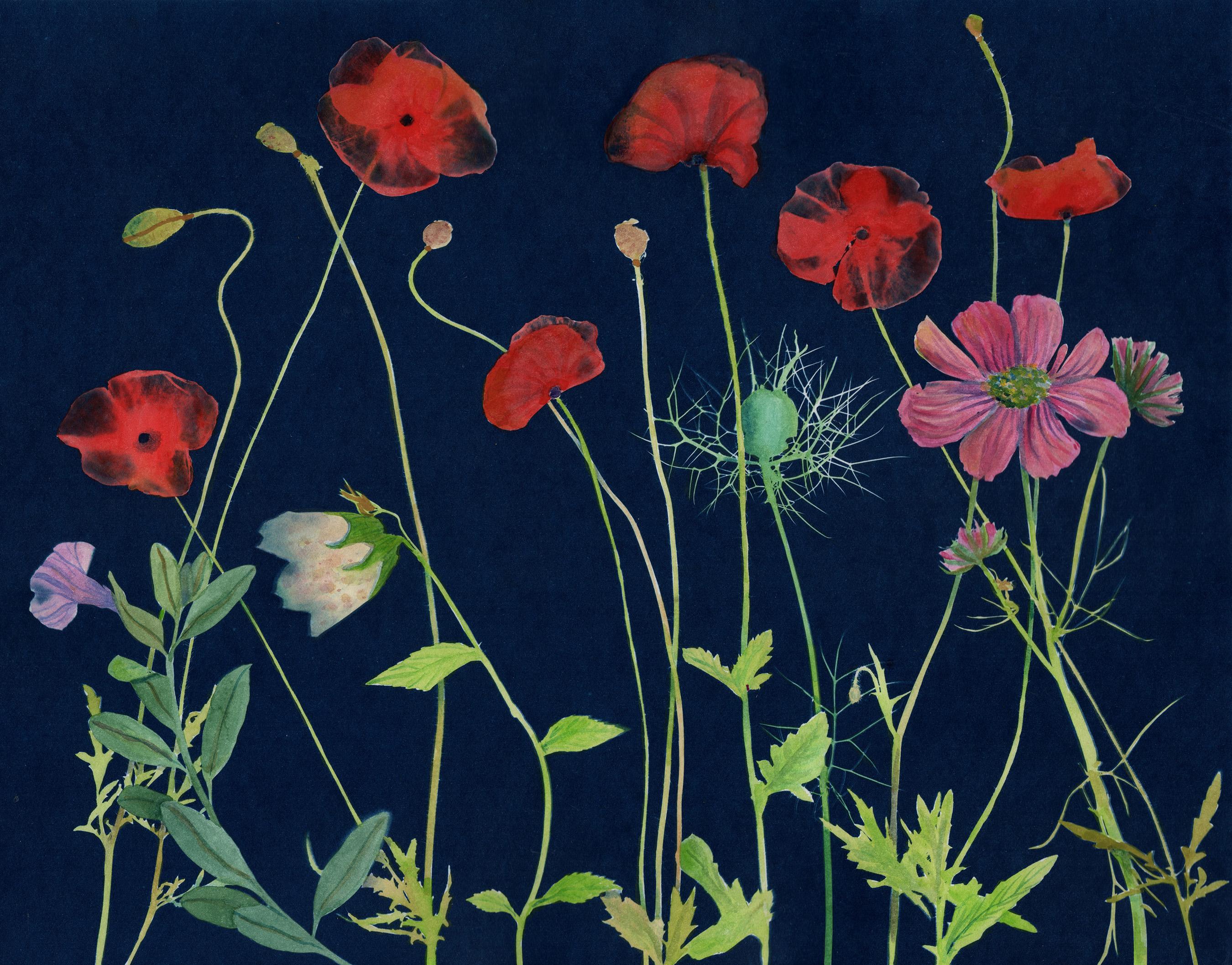 Julia Whitney Barnes - Cyanotype Painting Poppies, Red, Pink Flowers ...