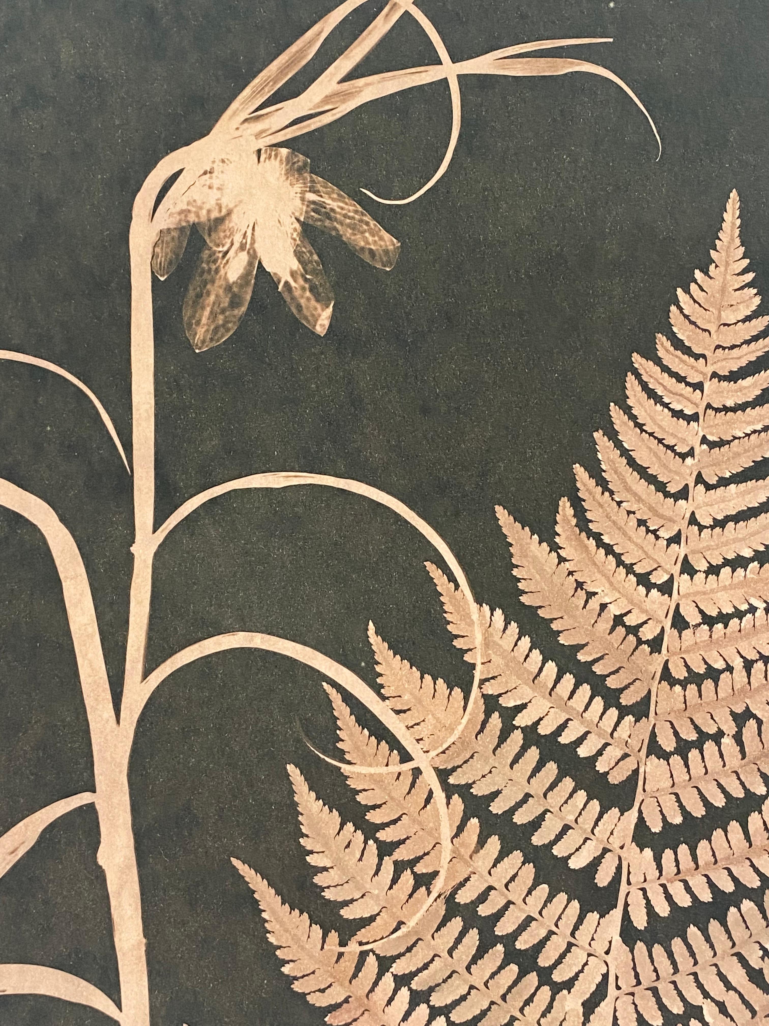 Julia Whitney Barnes - Cyanotype Painting, Tea Toned Fritillaria, Fern ...