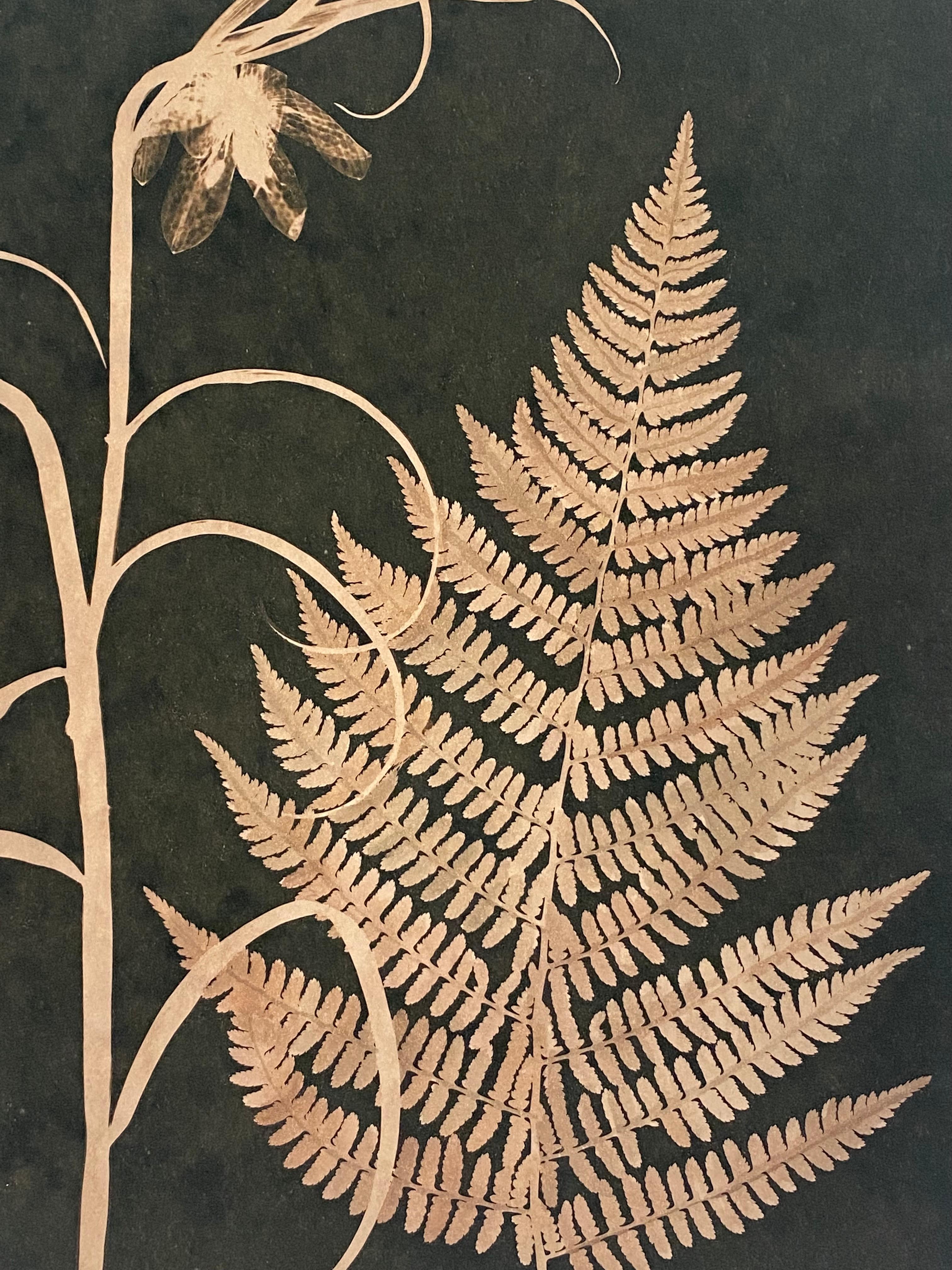Julia Whitney Barnes - Cyanotype Painting, Tea Toned Fritillaria, Fern ...