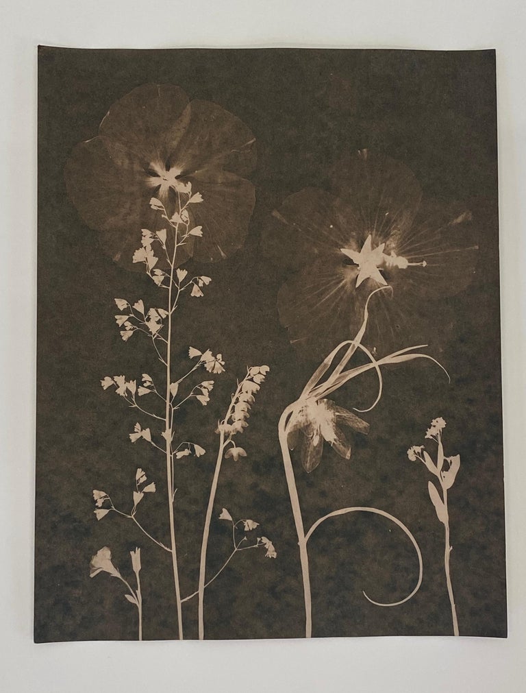 Julia Whitney Barnes - Cyanotype Painting, Tea Toned Orchids, Rose of ...