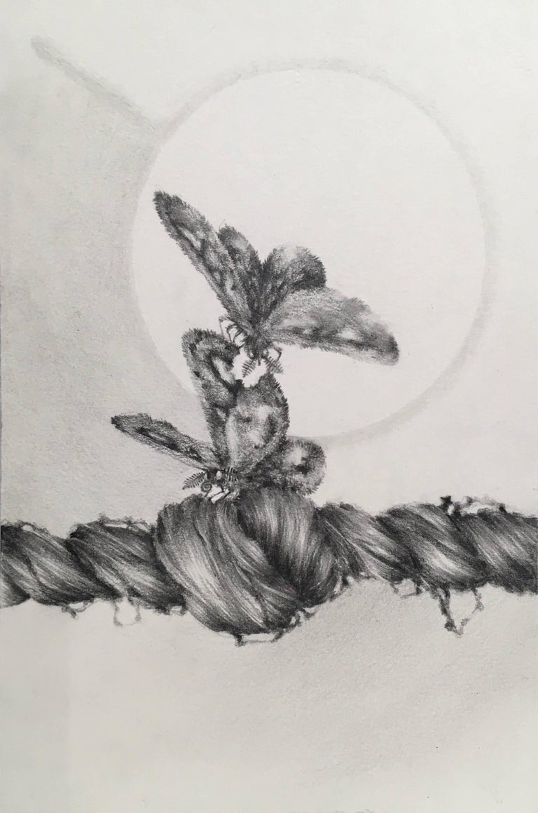 Francine Fox - Chapter Fine Focus, Tiny Pencil Drawing of Two Moths and ...