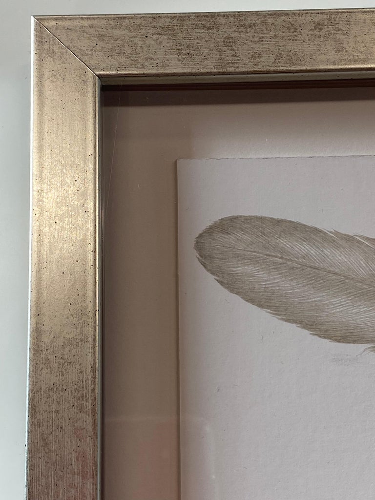 Margot Glass - Small Grey Feather, Silverpoint Drawing of Bird's ...
