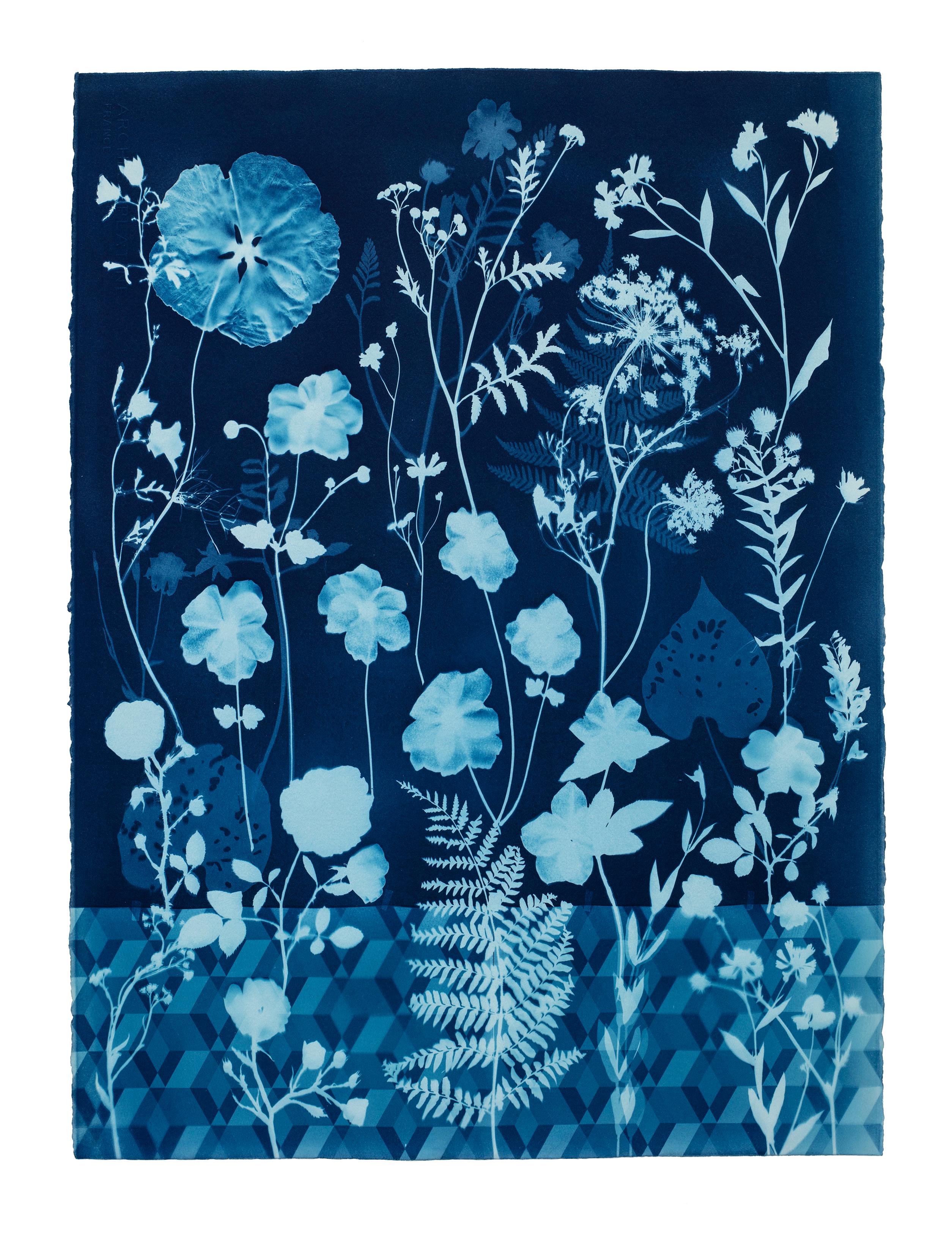 Julia Whitney Barnes - Cyanotype Painting Cosmos, Rose of Sharon, Stars ...