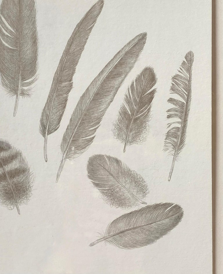 Margot Glass - Feather Group Three, Silverpoint Drawing, Bird's ...