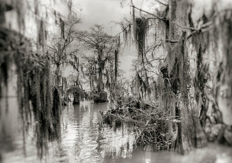 Alexandra Penney - Backwater Swamp, Fargo, Georgia For Sale at 1stDibs