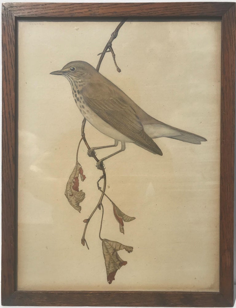 Charles E. Heil - Study of a Songthrush, Watercolour on paper, American ...