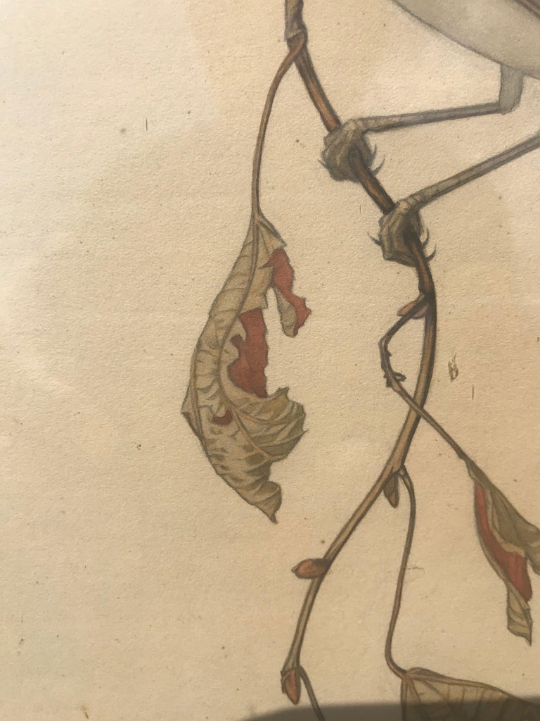 Charles E. Heil - Study of a Songthrush, Watercolour on paper, American ...