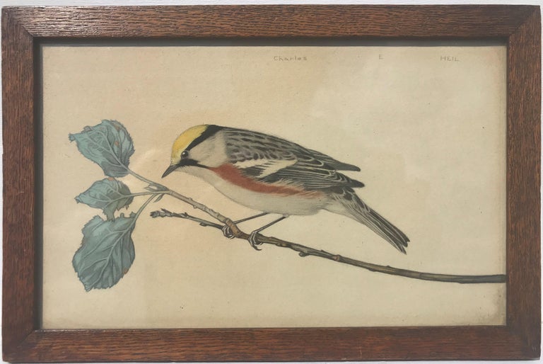 Charles E. Heil - Study of a Chestnut-Sided Warbler, Watercolour on ...