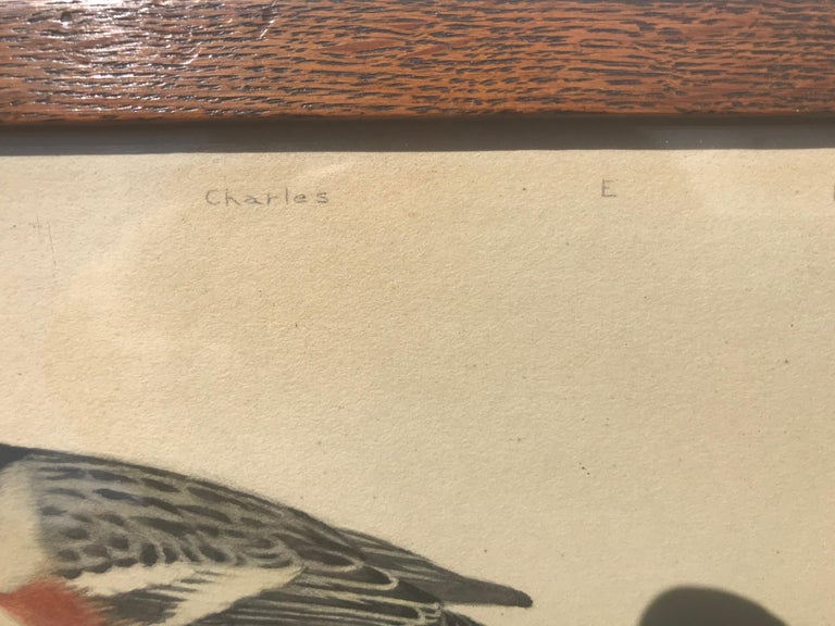 Charles E. Heil - Study of a Chestnut-Sided Warbler, Watercolour on ...