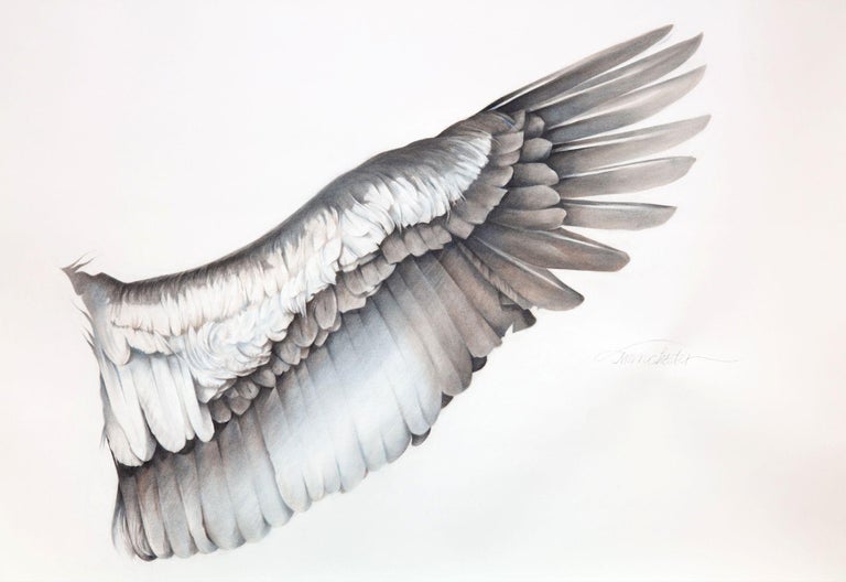 Susan Manchester - California Condor Feather: Left Wing For Sale at 1stDibs