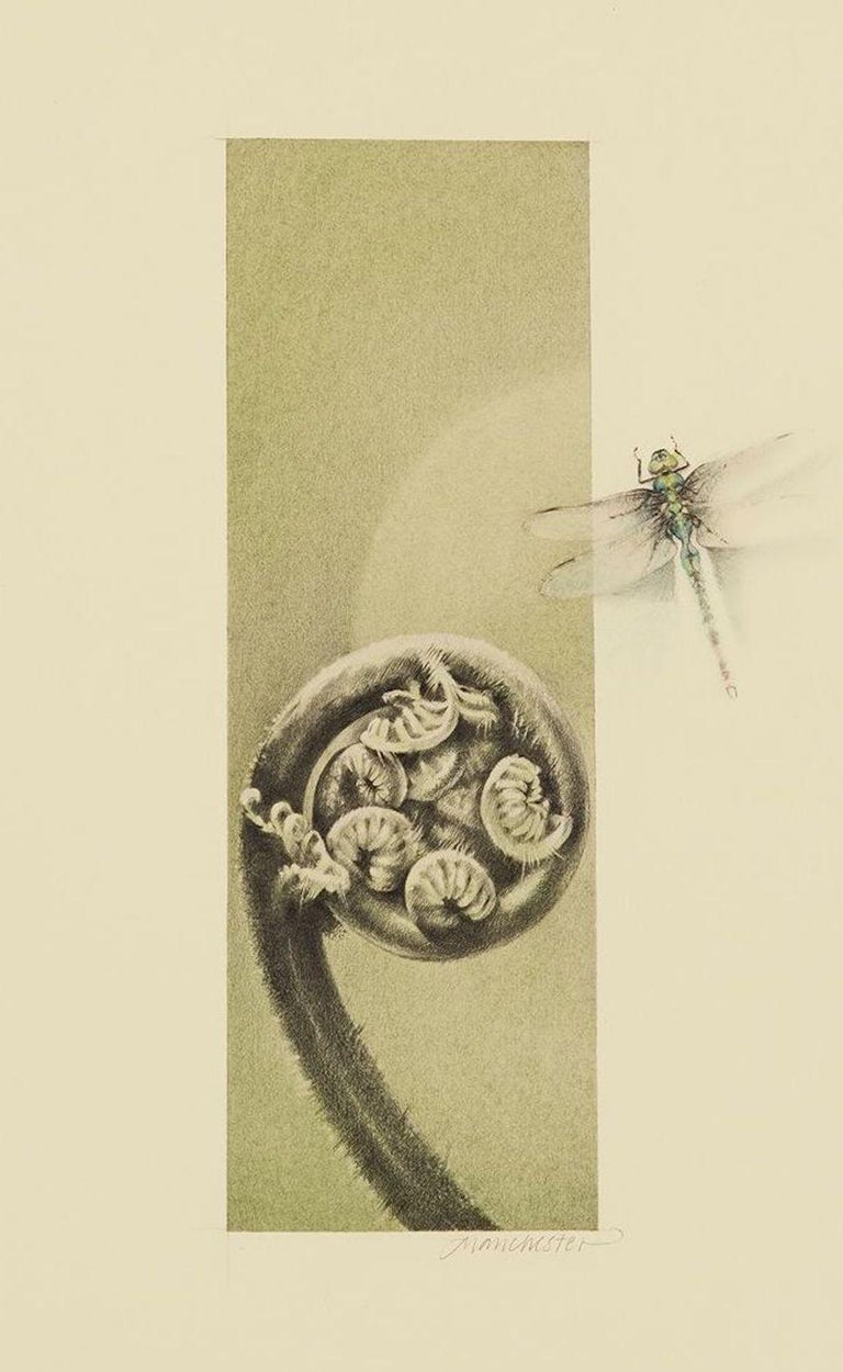 Susan Manchester - Garden Views #4, Fiddlehead Fern with Dragonfly For ...