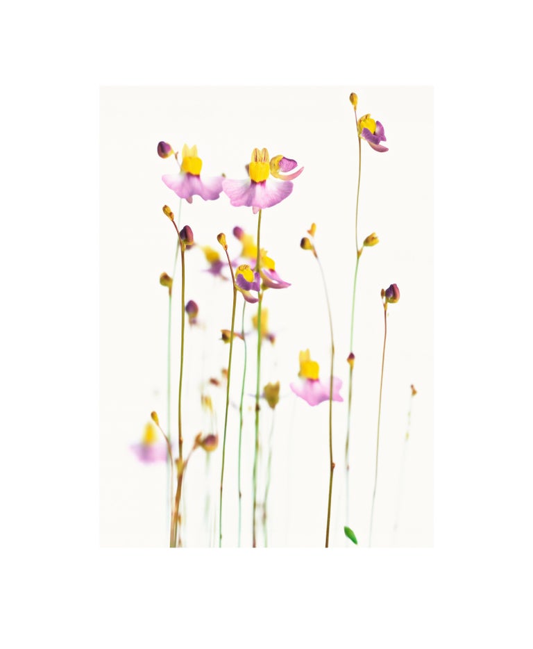 Fleur Olby - '' Untitled 02 '' Archival Pigment Print Limited Edition ...