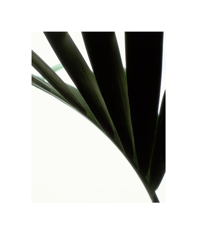 Fleur Olby - ' Untitled 03 ' Archival Pigment Print Limited Edition ...