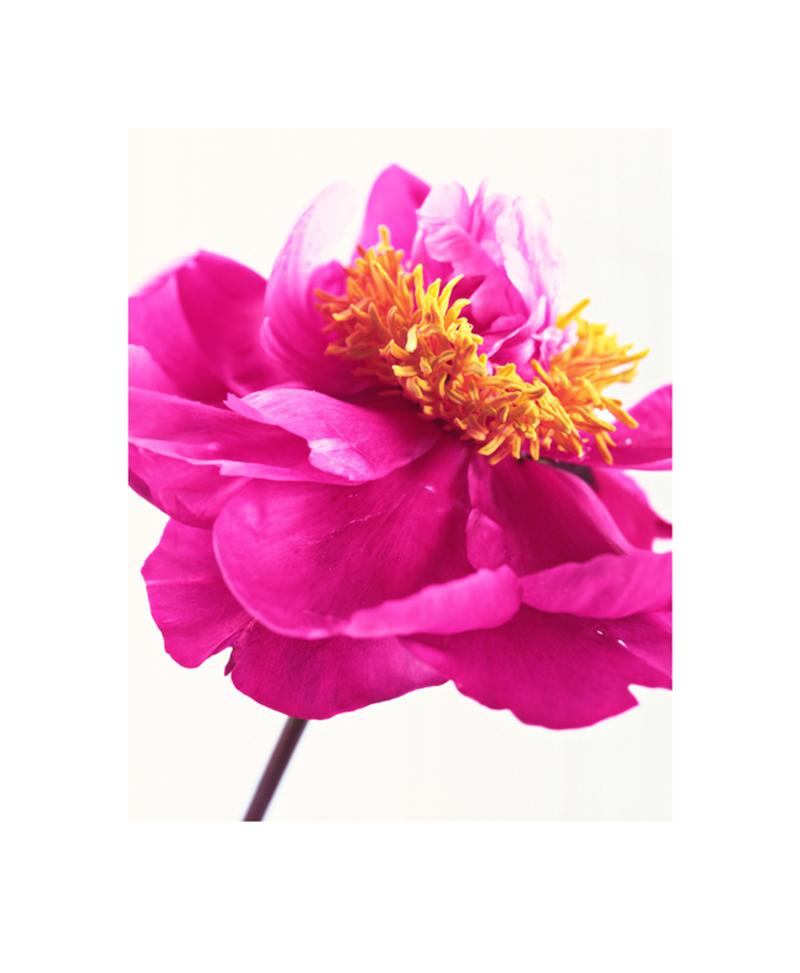 Fleur Olby - ' Untitled 04 ' Archival Pigment Print Limited Edition ...