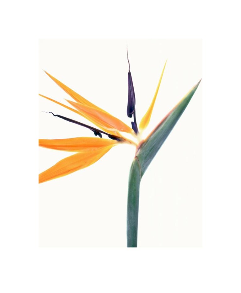 Fleur Olby - ' Untitled 09 ' Archival Pigment Print Limited Edition ...