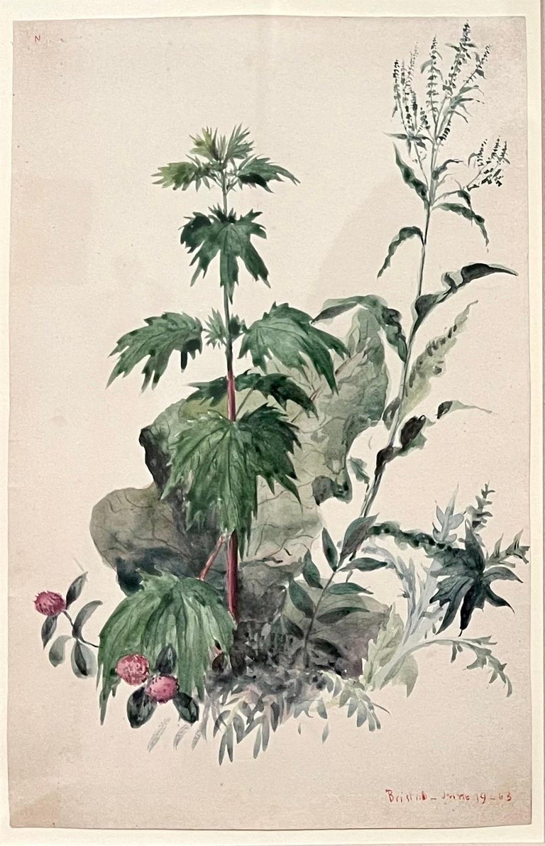 Charles De Wolf Brownell - Plants, Bristol 1863 Watercolour Painting ...