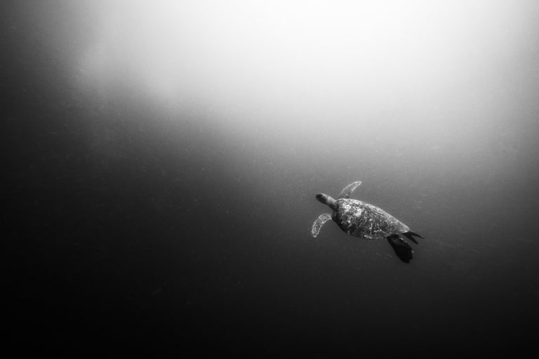 Cristina Mittermeier - Floating in Light For Sale at 1stDibs