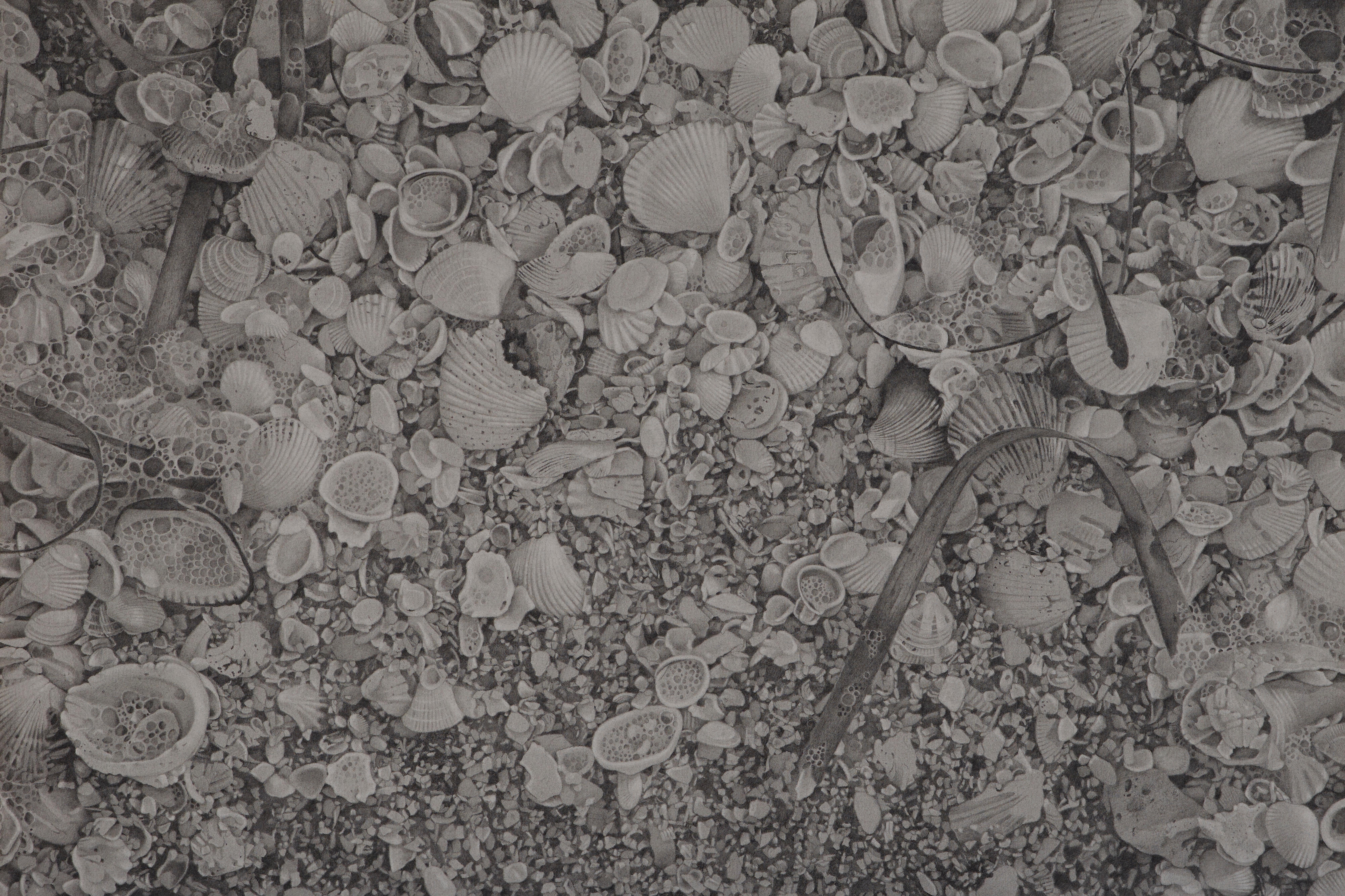 Mary Reilly - Riverbank 4, photorealist graphite landscape drawing ...