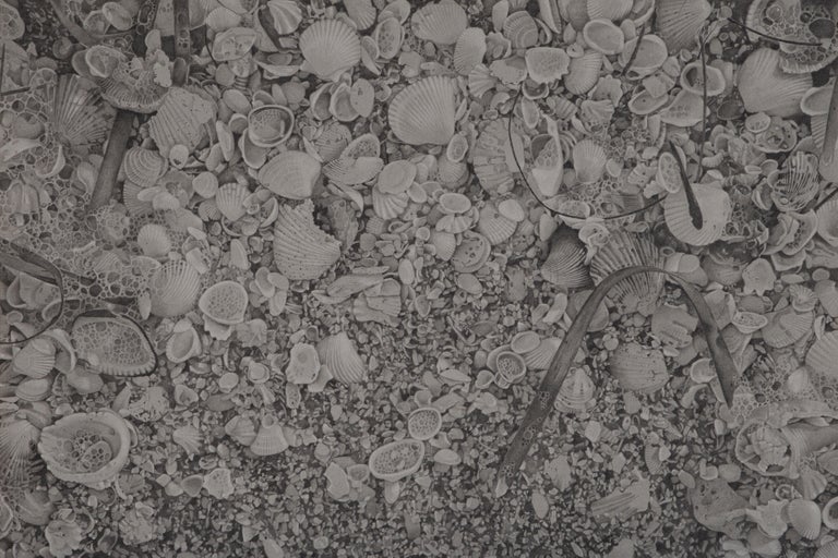 Mary Reilly - Seashells 3, photorealist graphite nature drawing, 2018 ...