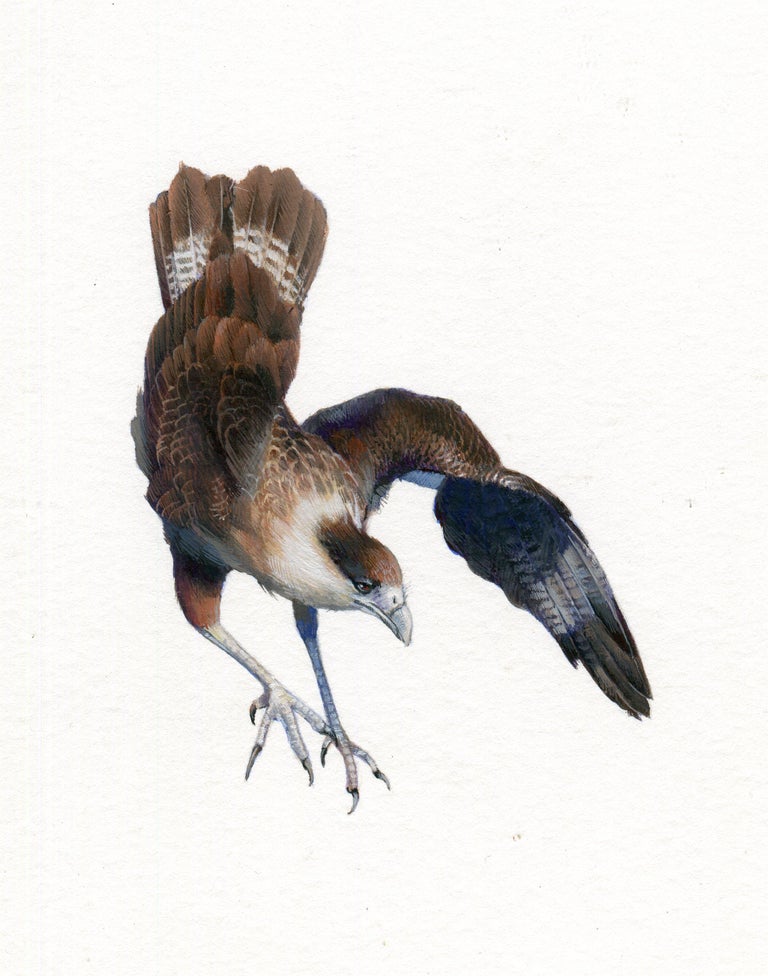 Dina Brodsky - Dina Brodsky, Crested Caracara, realist gouache animal ...