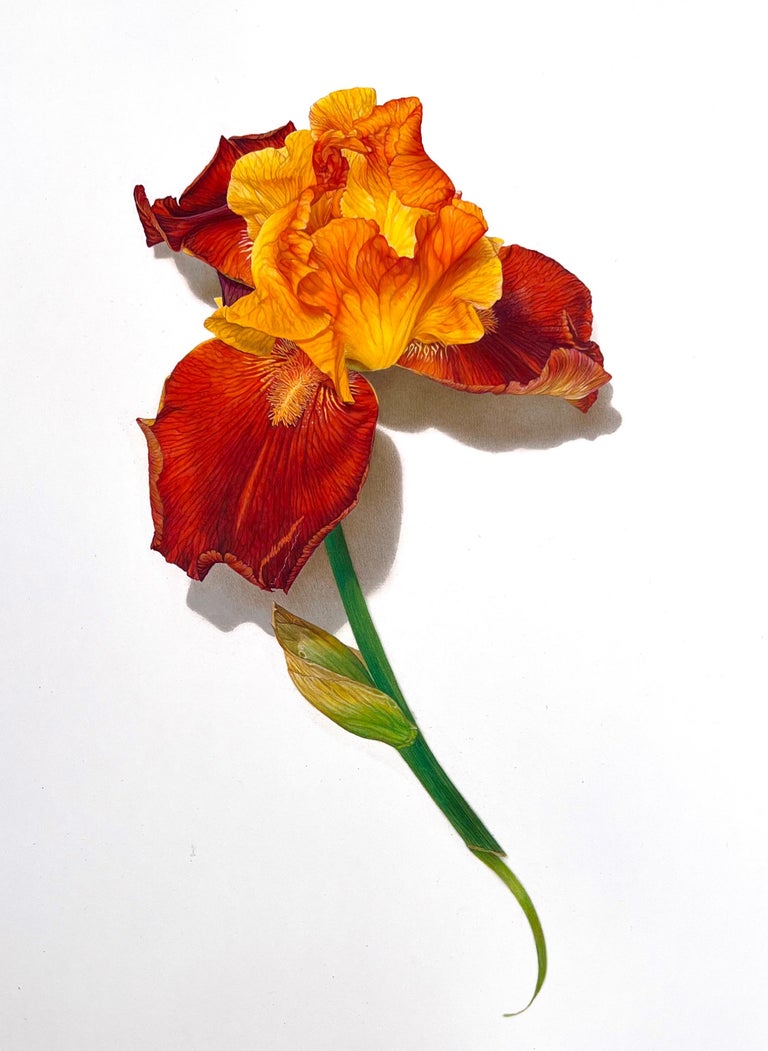 David Morrison - Snapshot Series No. 1 (Iris), photorealist colored ...